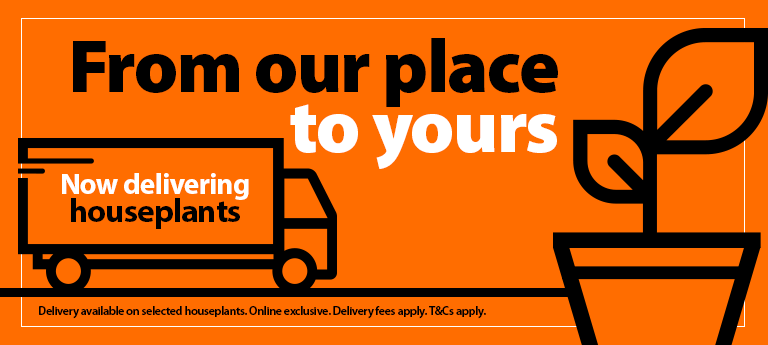 Plants Delivered to Your Door | Shop Online at Mitre 10