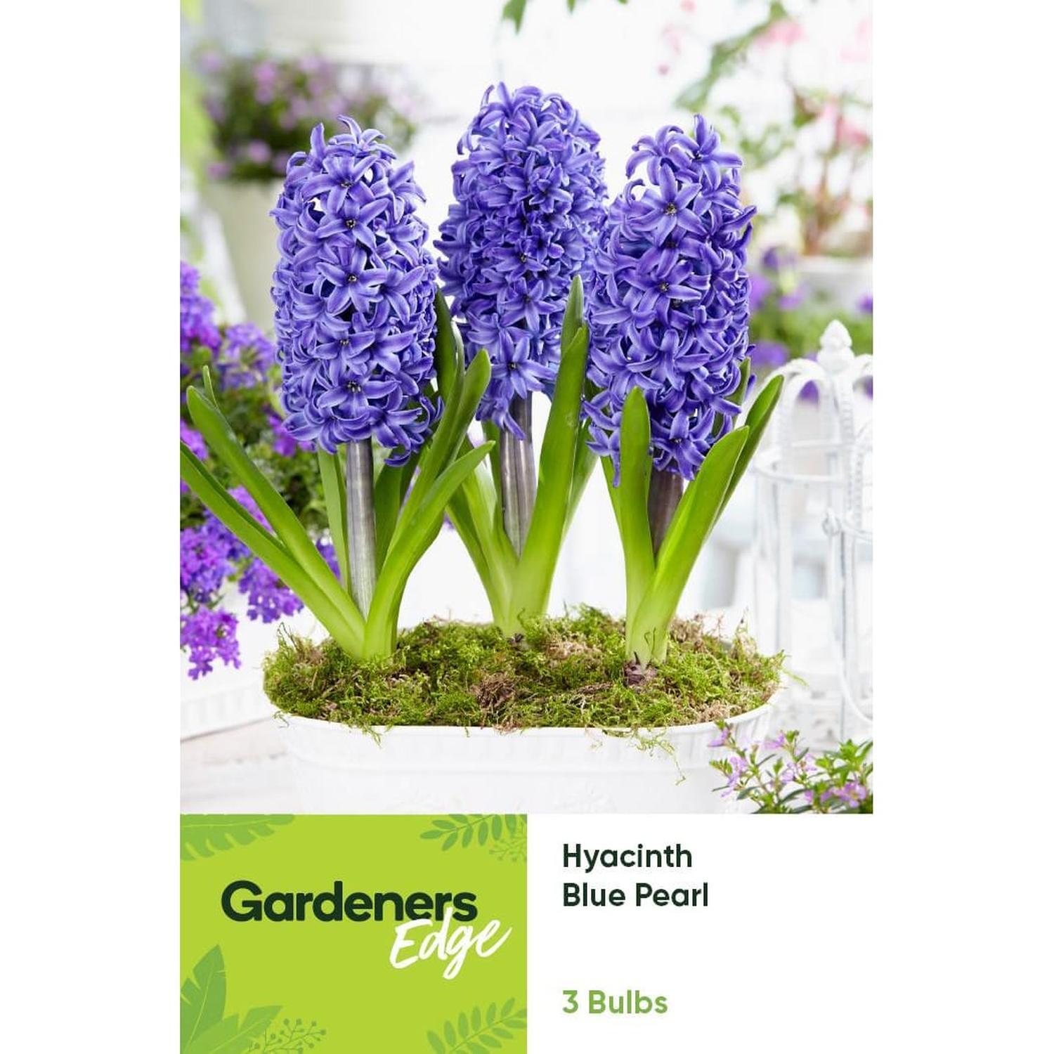 Gardeners Edge | Hyacinth Blue Pearl | Mitre10