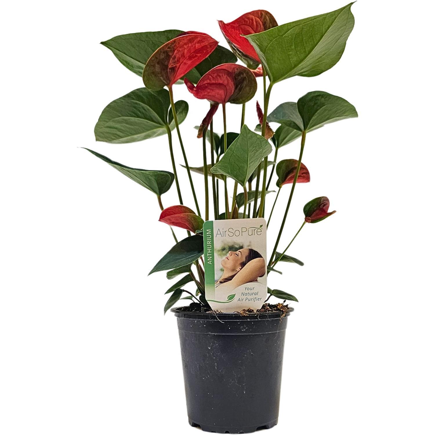 Gellerts | Anthurium Fancy Fever 12 cm | Mitre10