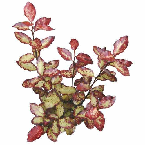 Pseudowintera Red Leopard 1L | Mitre10