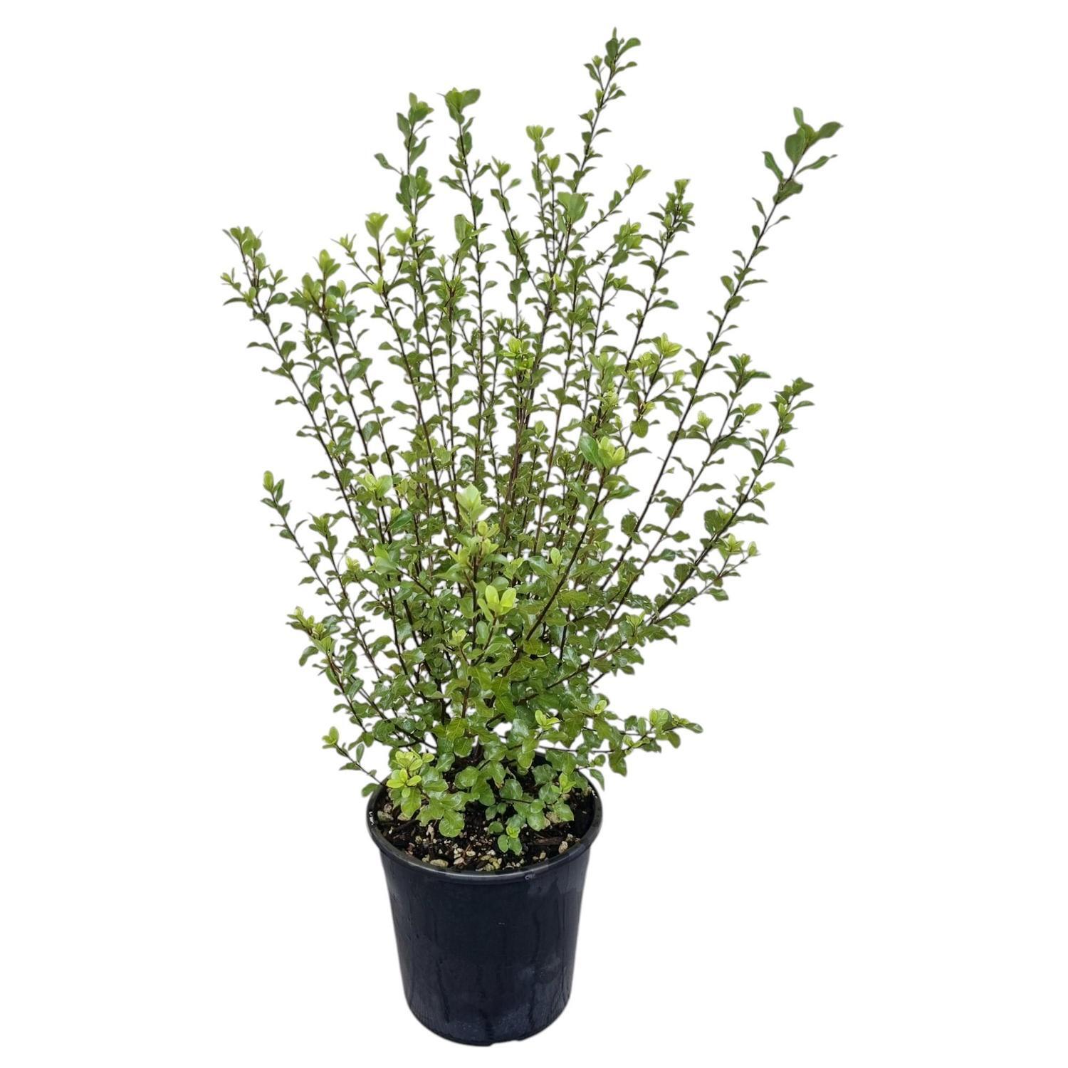 Beaumonts | Pittosporum Wrinkle Blue 4L | Mitre10