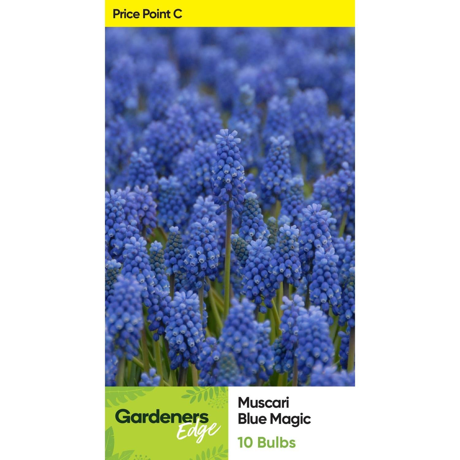 Gardeners Edge | Muscari 'Blue Magic Pack of 10 Blue | Mitre10