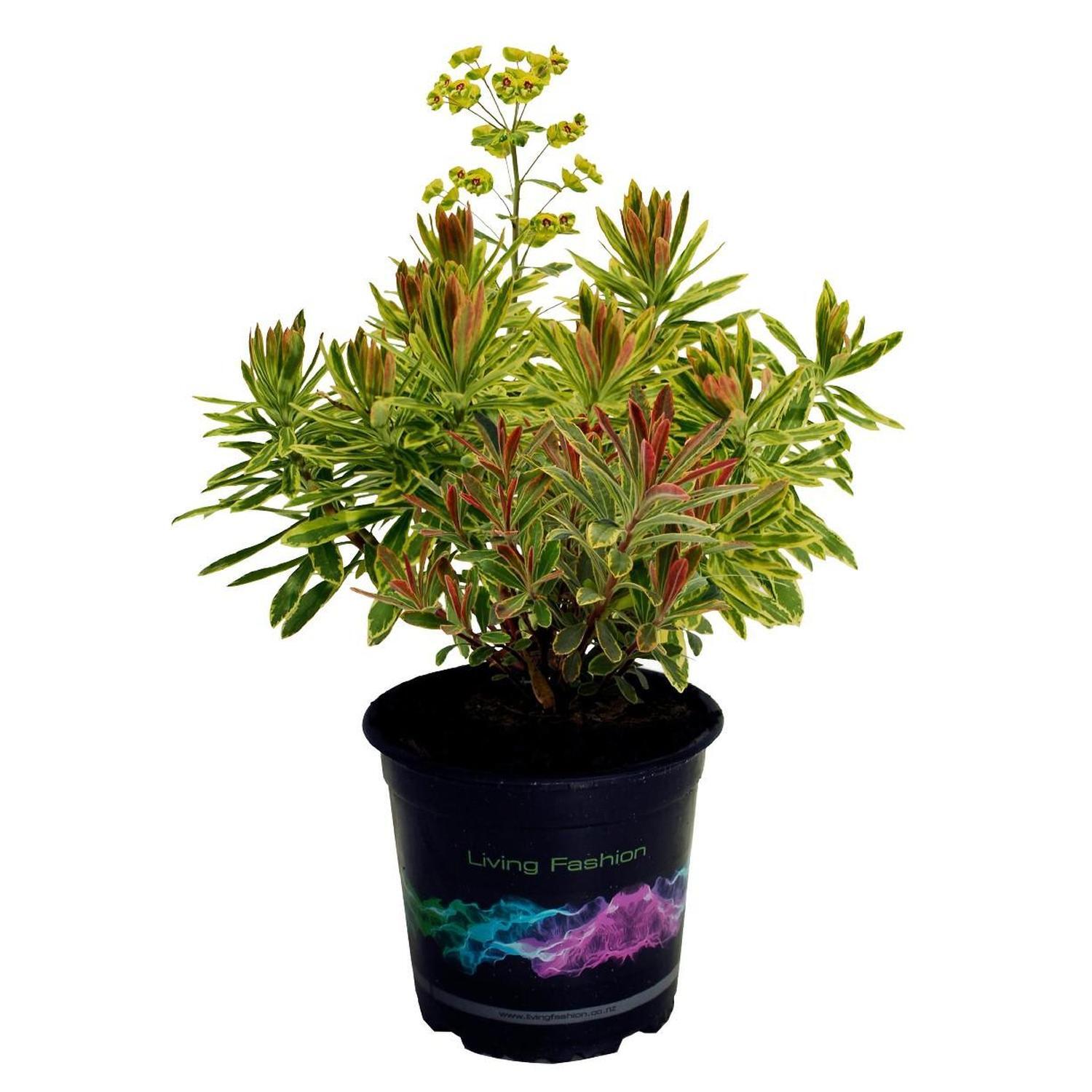 Living Fashion | Euphorbia Ascot Rainbow 17cm | Mitre10