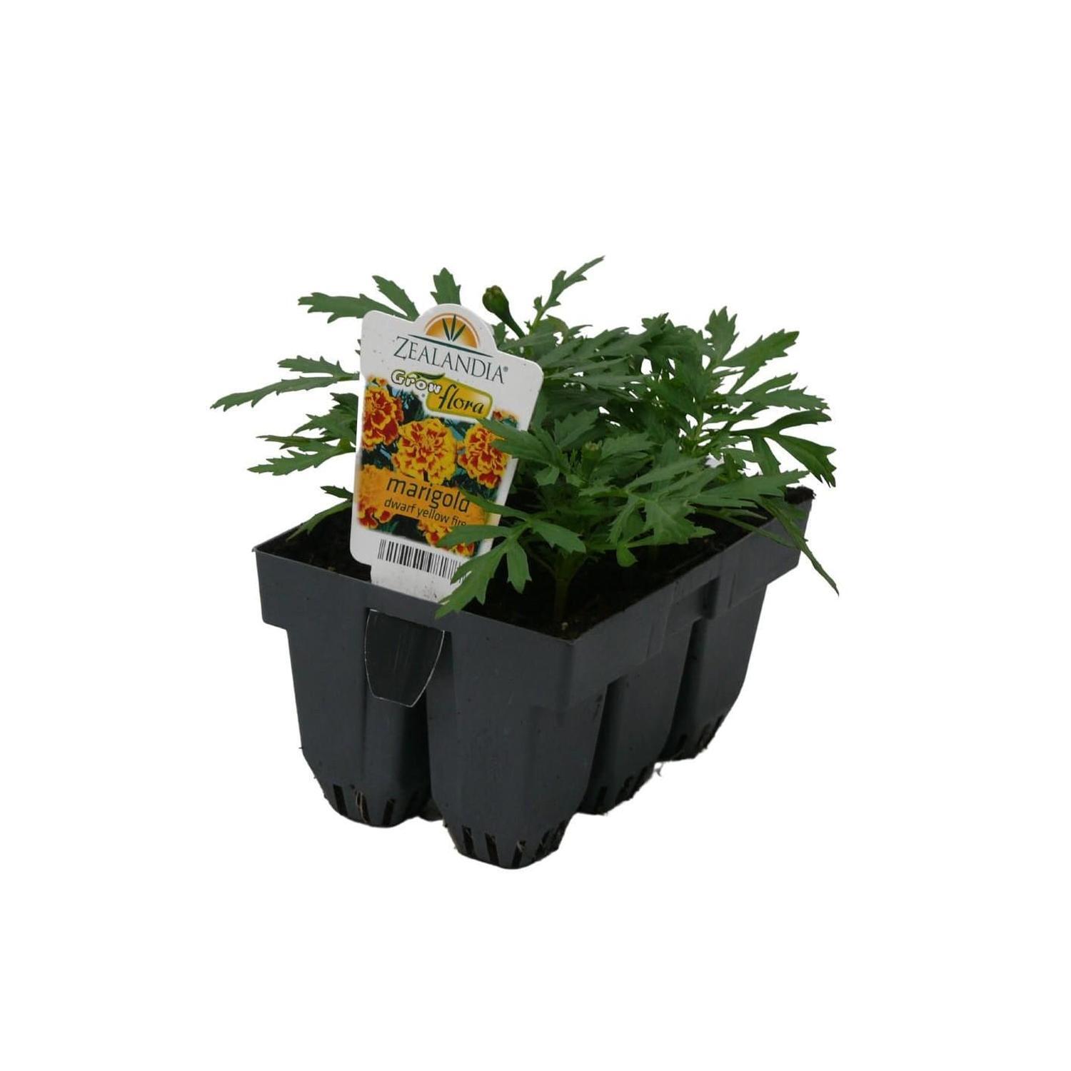 Growflora | Marigold Dwarf Pack of 6 Yellow Fire | Mitre10