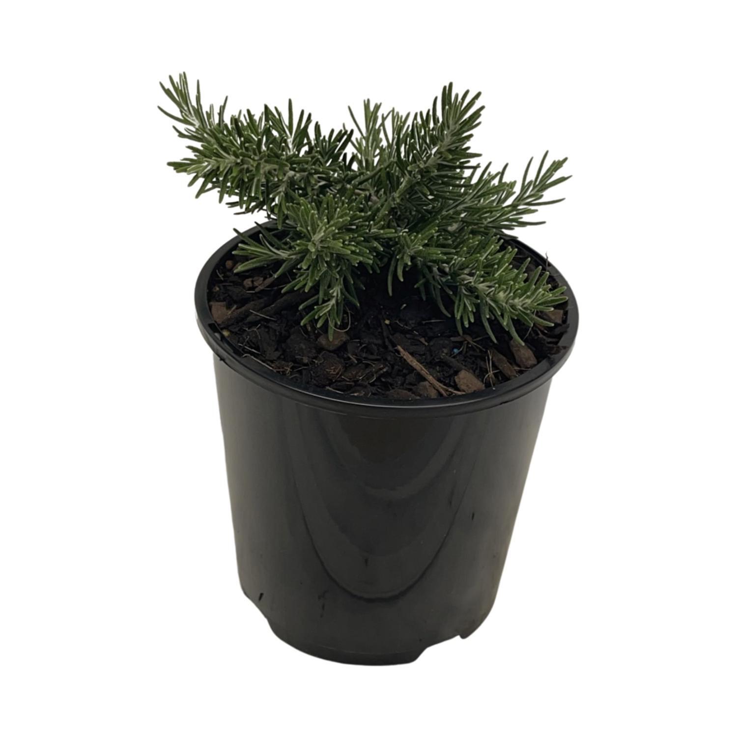 Rosemary Chef's Choice 1.9 litre Blue | Mitre10