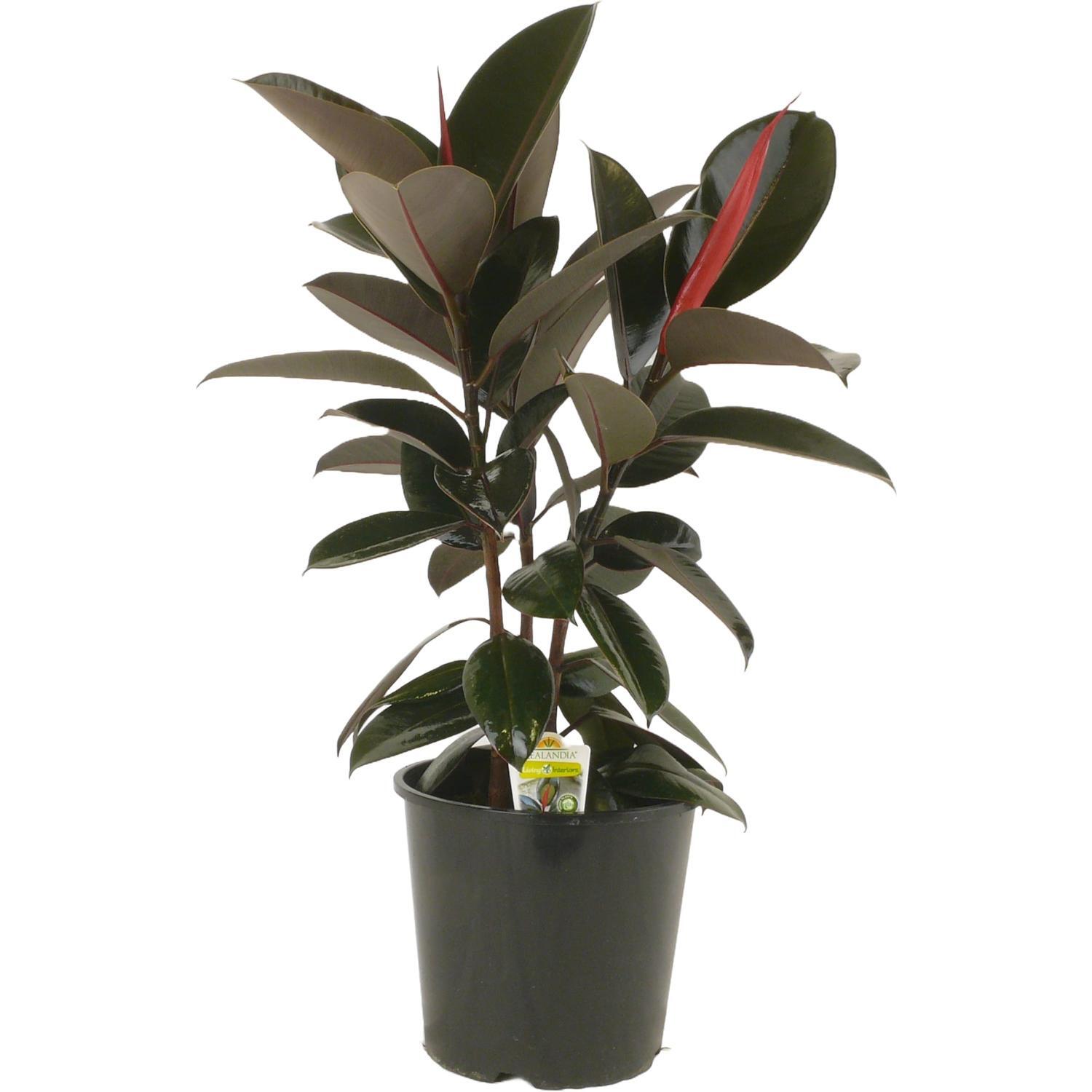 Foliage Assorted Specimen 6 litre | Mitre10