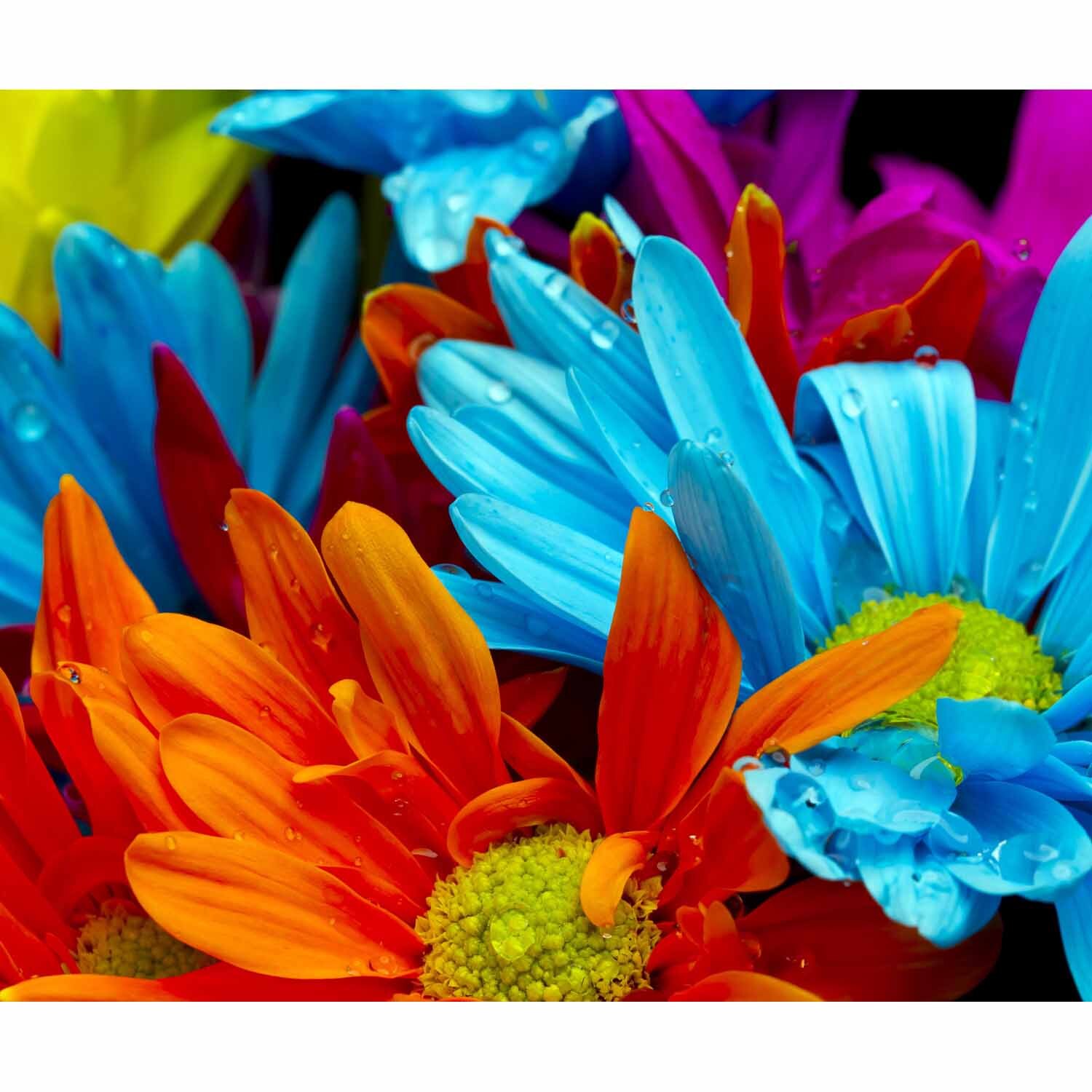 Splashback Flowers Splashbacks Splashback Flowers Splashbacks