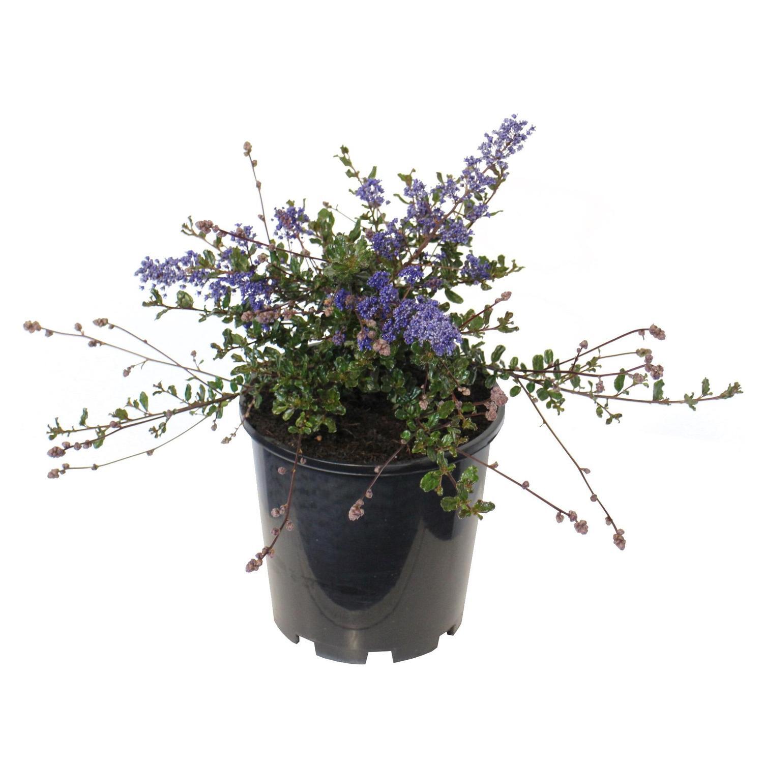 Ceanothus Blue Sapphire 3.3 litre | Mitre10