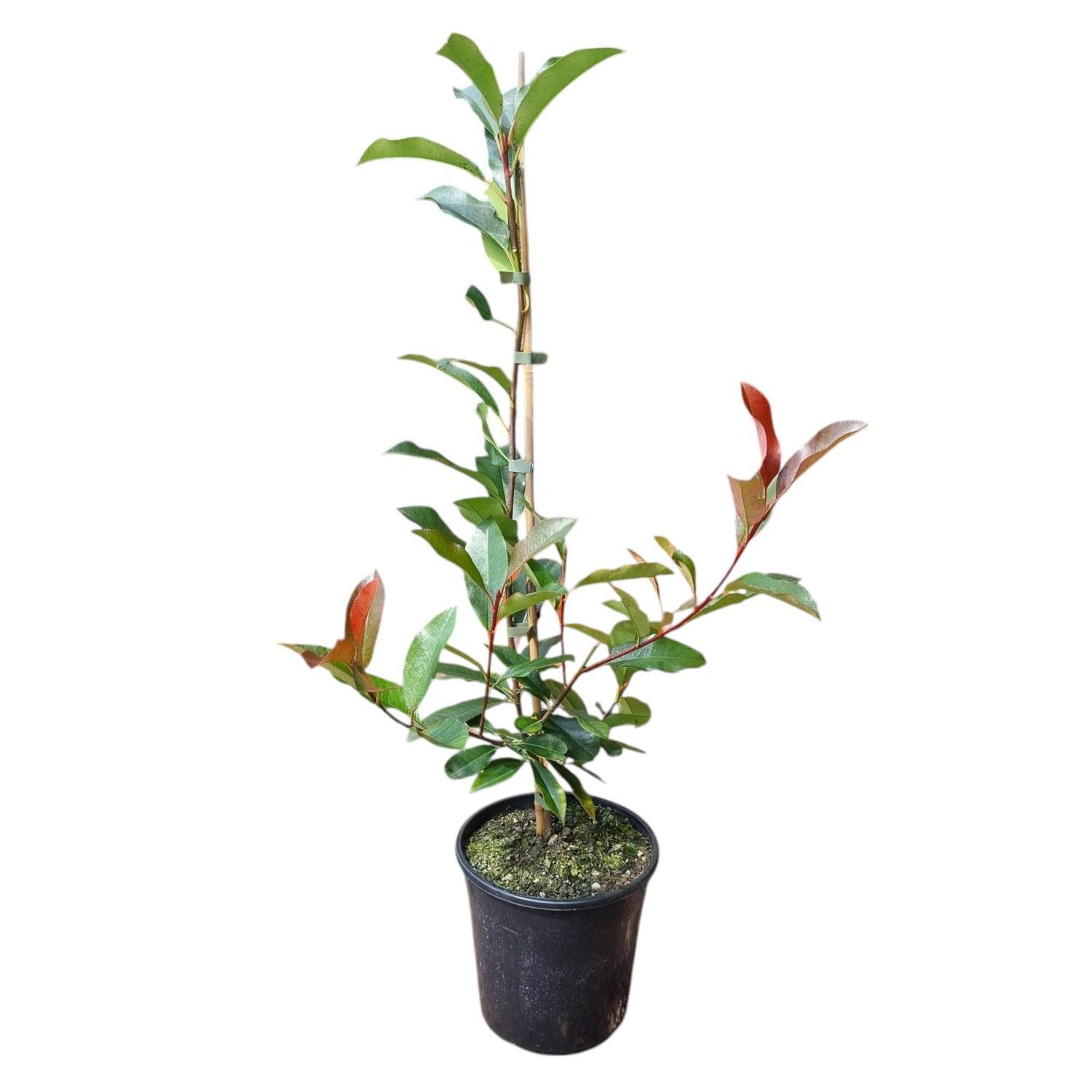 Beaumonts | Photinia Red Robin 4L | Mitre10