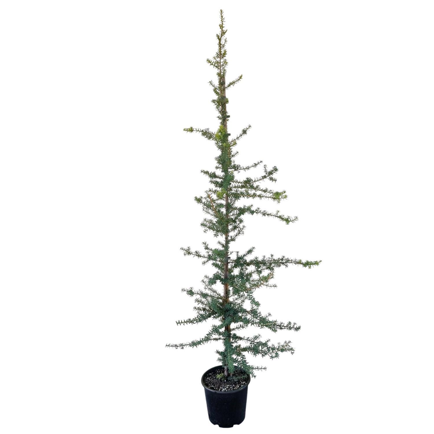 Beaumonts | Podocarpus Matapoui Blue 'Blue Totara' 8.5L | Mitre10