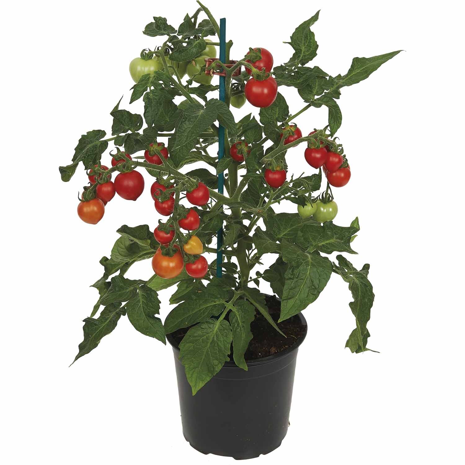 Enrich with Nature | Tomato Ponchi 13cm | Mitre10