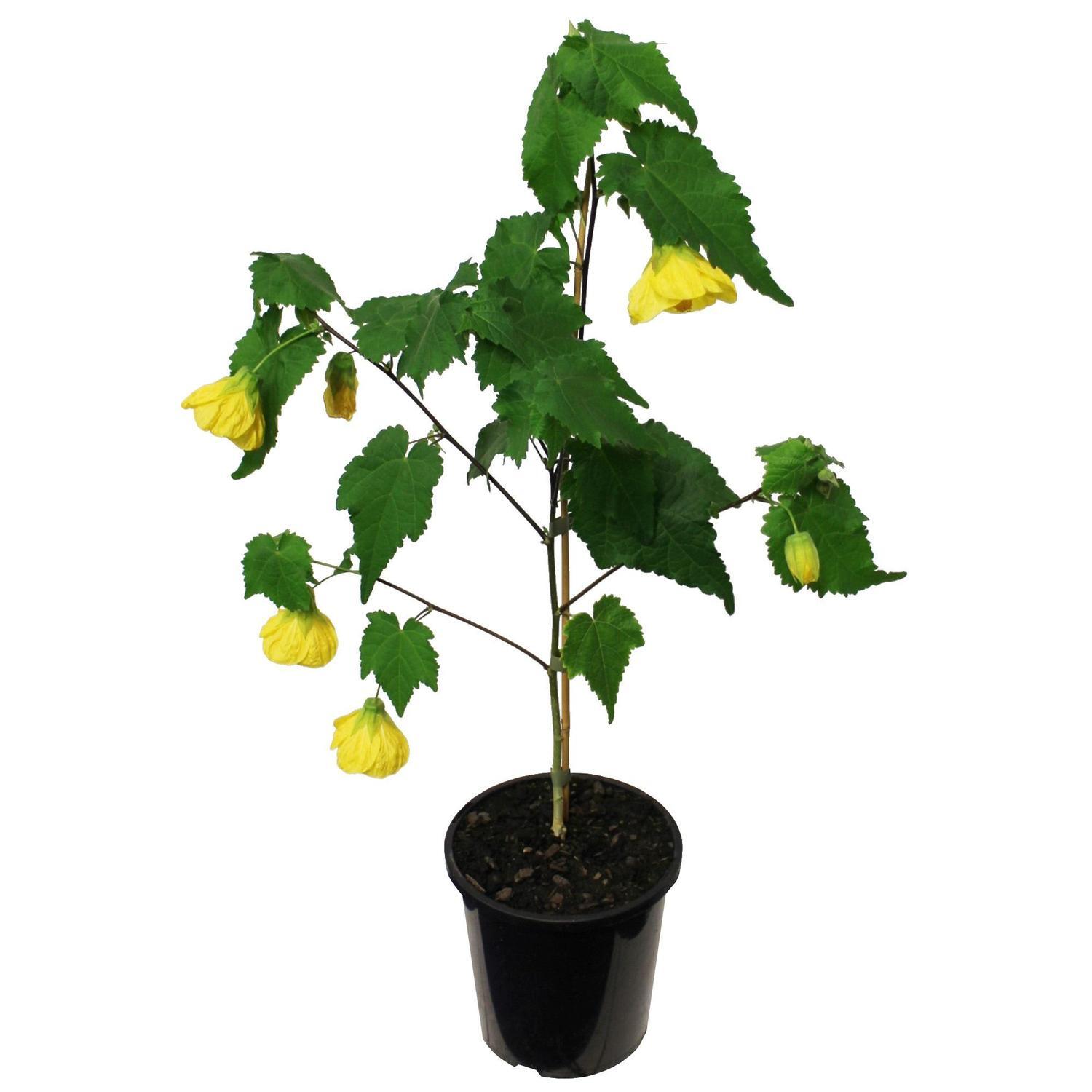 Abutilon Yellow 2.5 litre | Mitre10