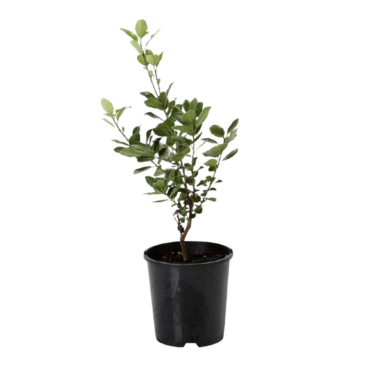 Robinson's Nursery | Living Fences Range Pittosporum Stephens Island 1 ...