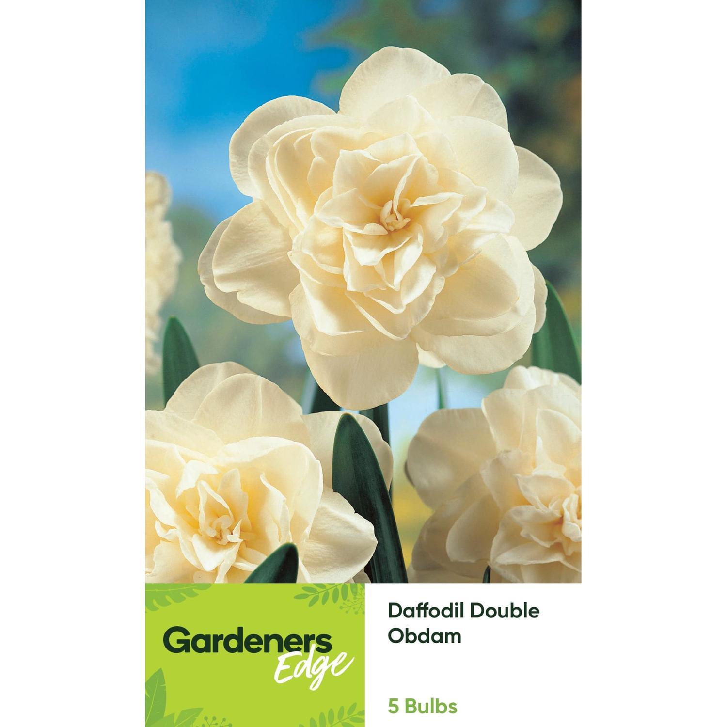 Gardeners Edge | Daffodil Double Obdam 5 pack | Mitre10