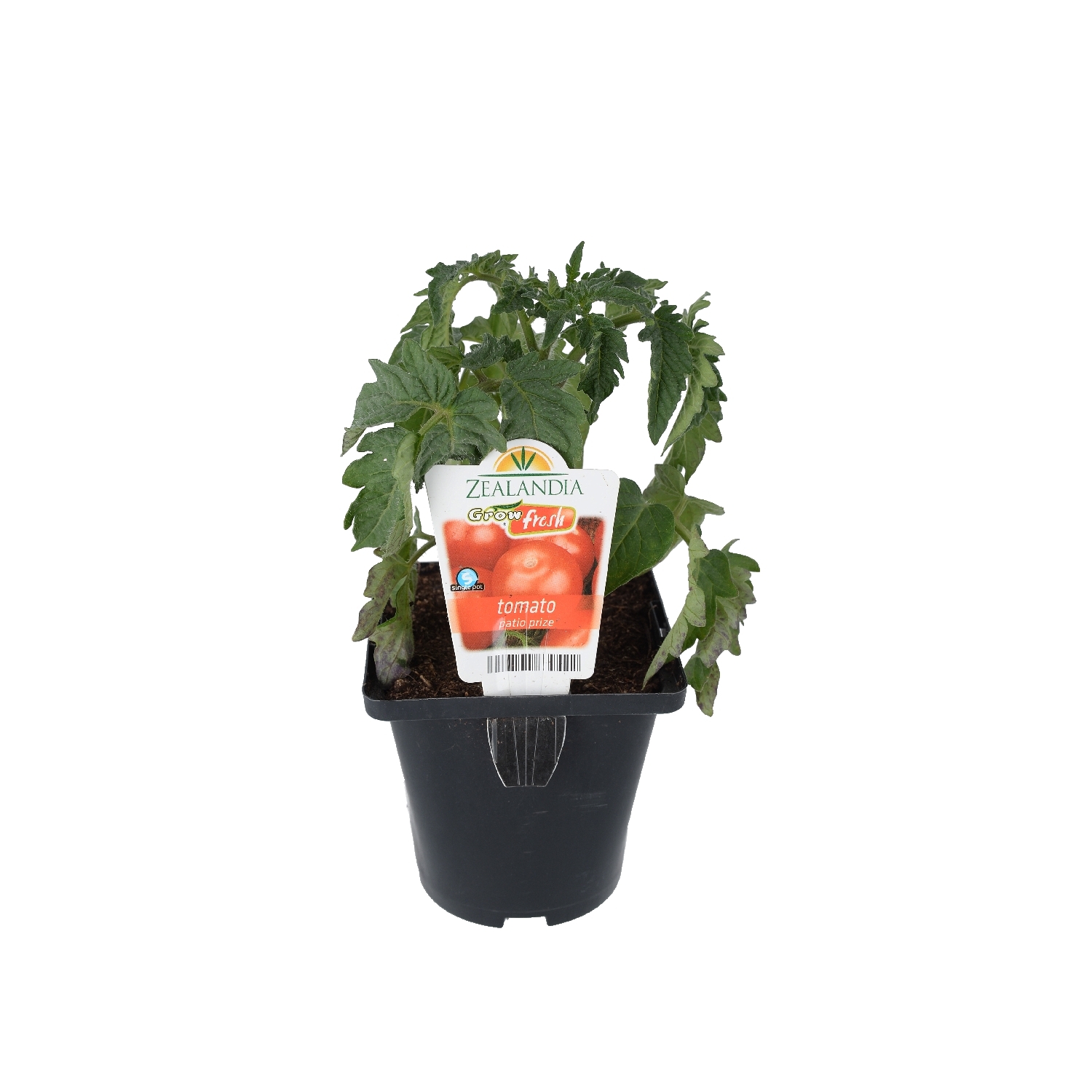Growfresh Pot | Tomato Patio Prize 100mm | Mitre10