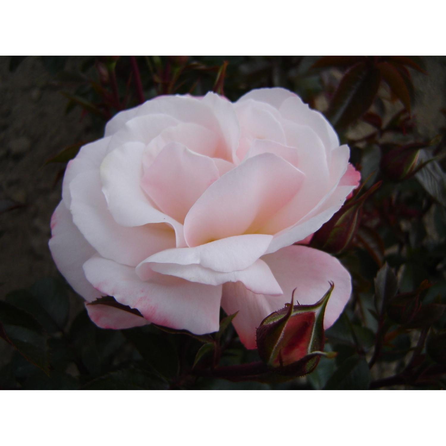 Southern Roses | Rose Bush Anniversary 4.7 litre | Mitre10