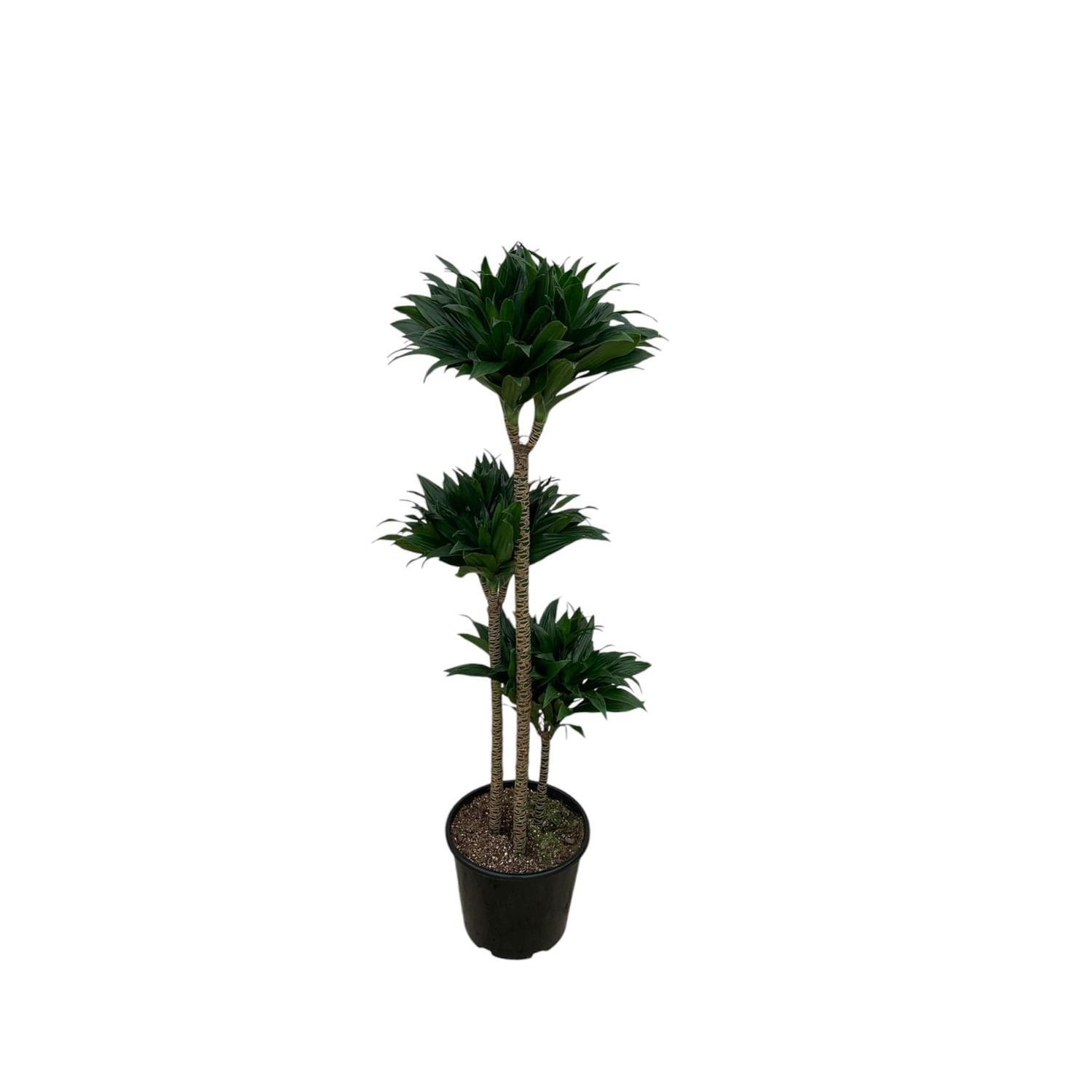 Dracaena Der Janet Craig Compacta Triple Cane 8.5L | Mitre10
