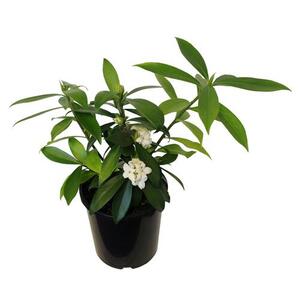 Shop Azaleas & Daphnes Online | Mitre10™