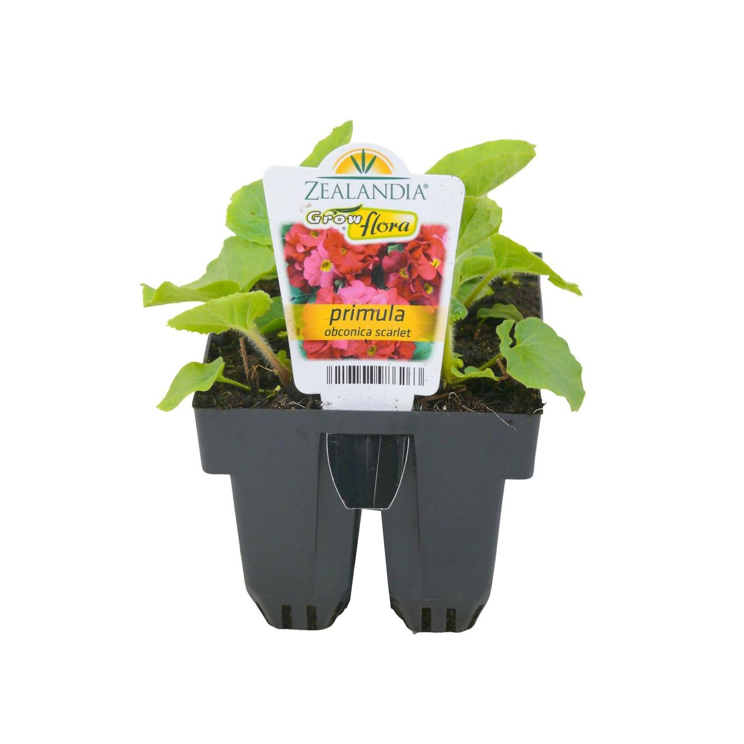 Growflora | Primula Obconica Pack of 6 Scarlet | Mitre10