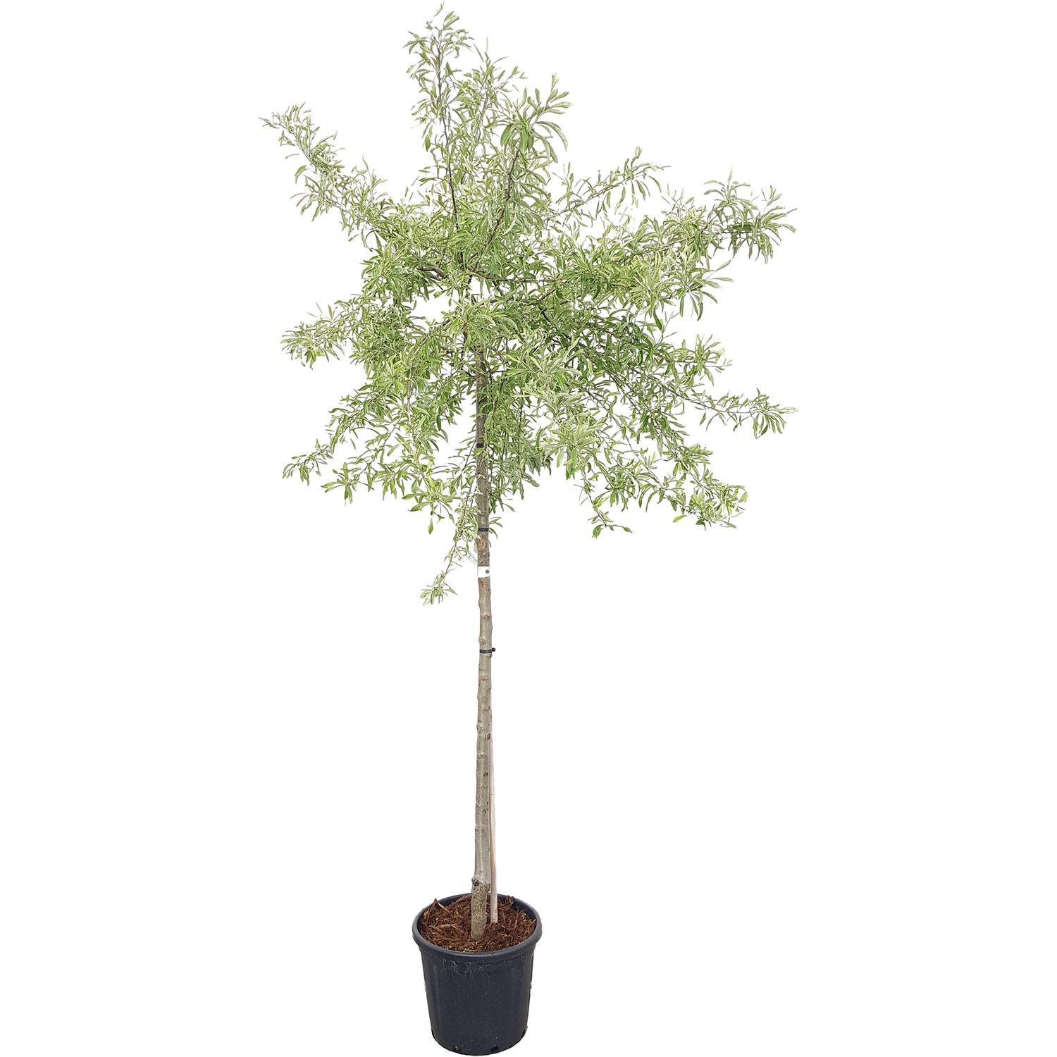 Pyrus salicifolia Pendula 30 litre | Mitre10