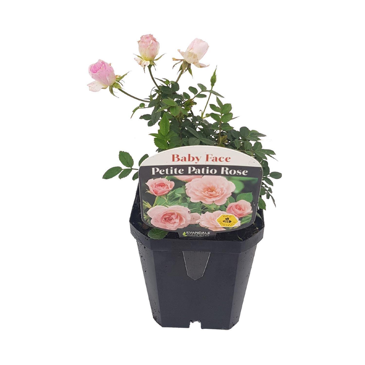 Patio Rose Baby Face 1 litre Soft Pink | Mitre10