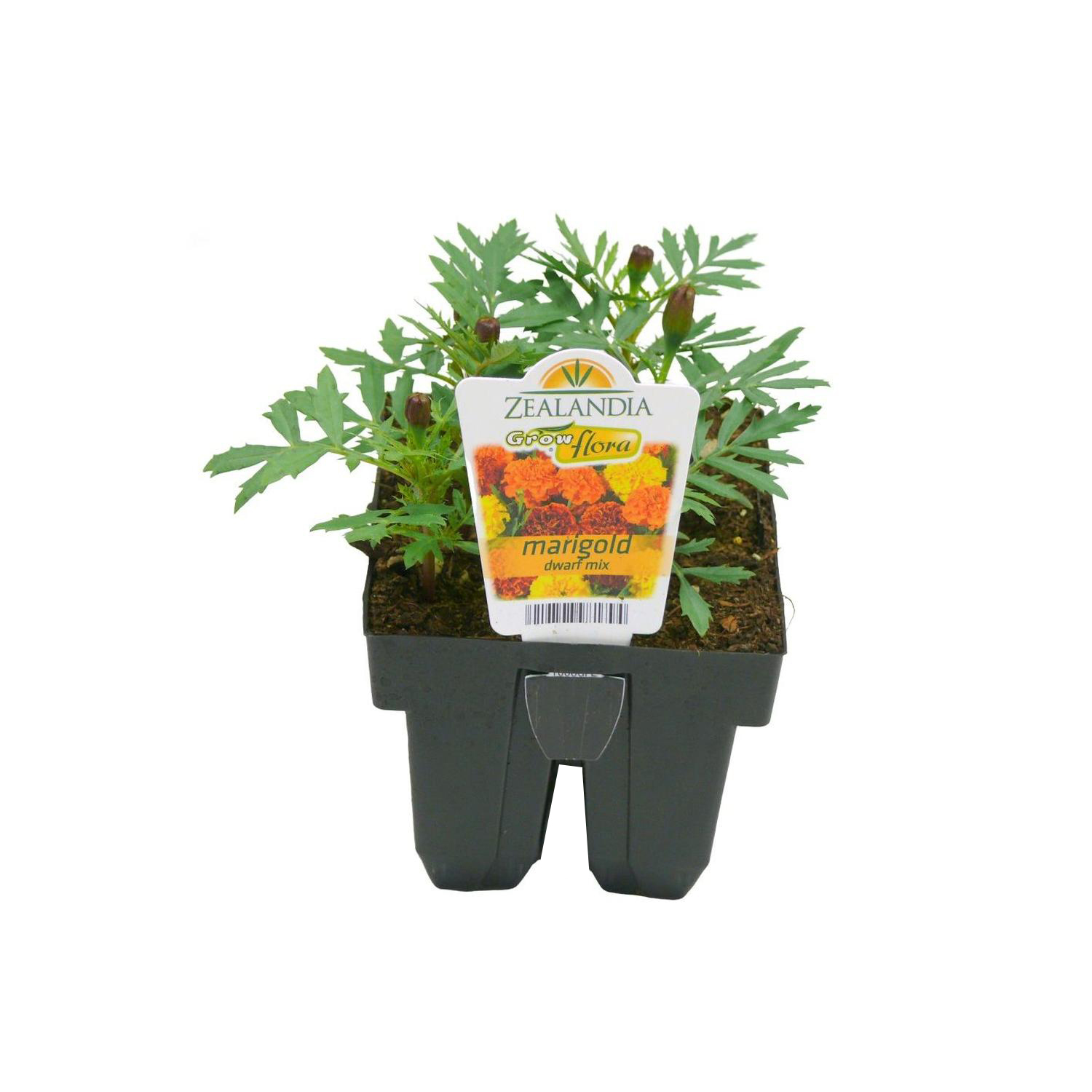 Growflora | Marigold Dwarf Pack of 6 Mix | Mitre10