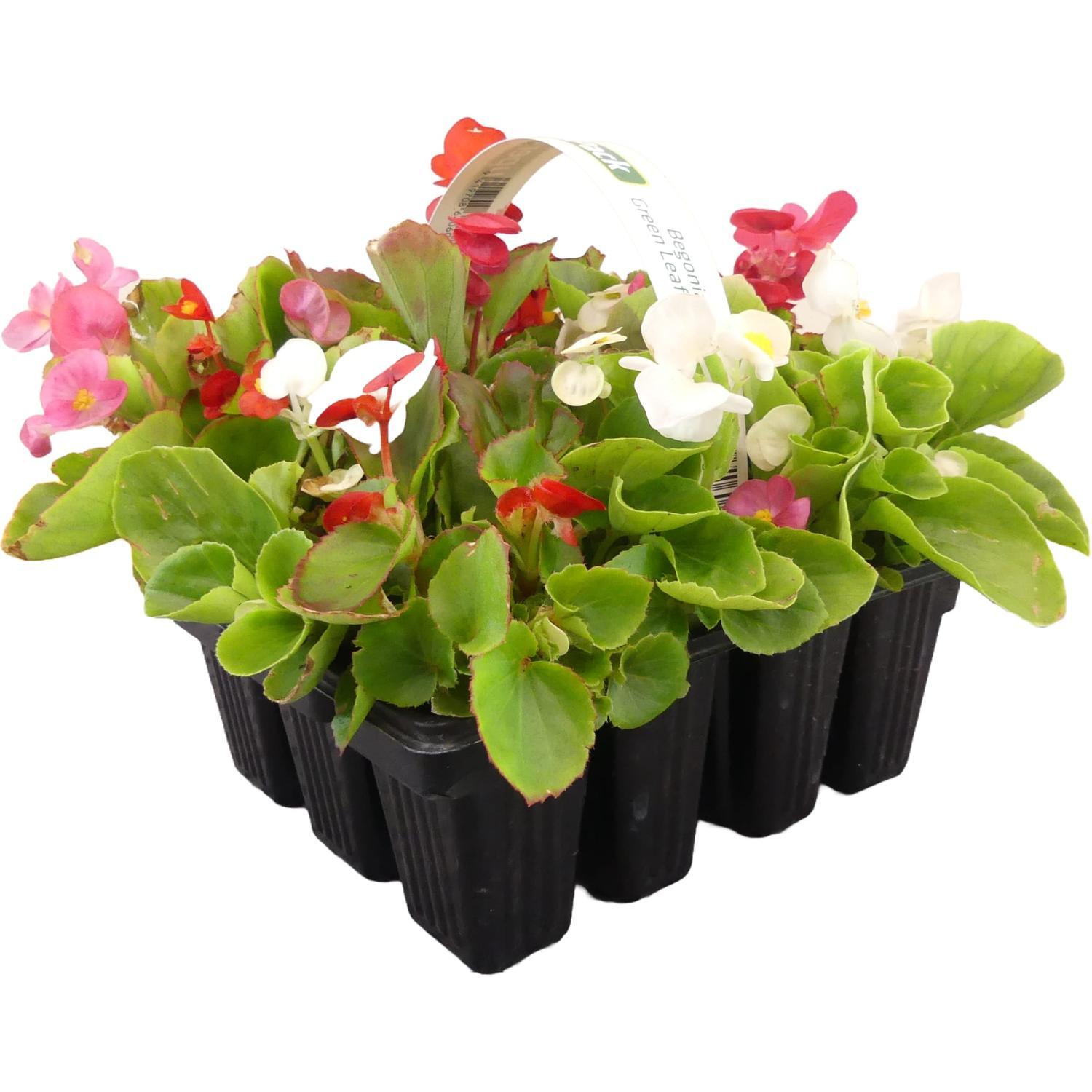 Super 12 | Begonia Green Leaf Mix | Mitre10