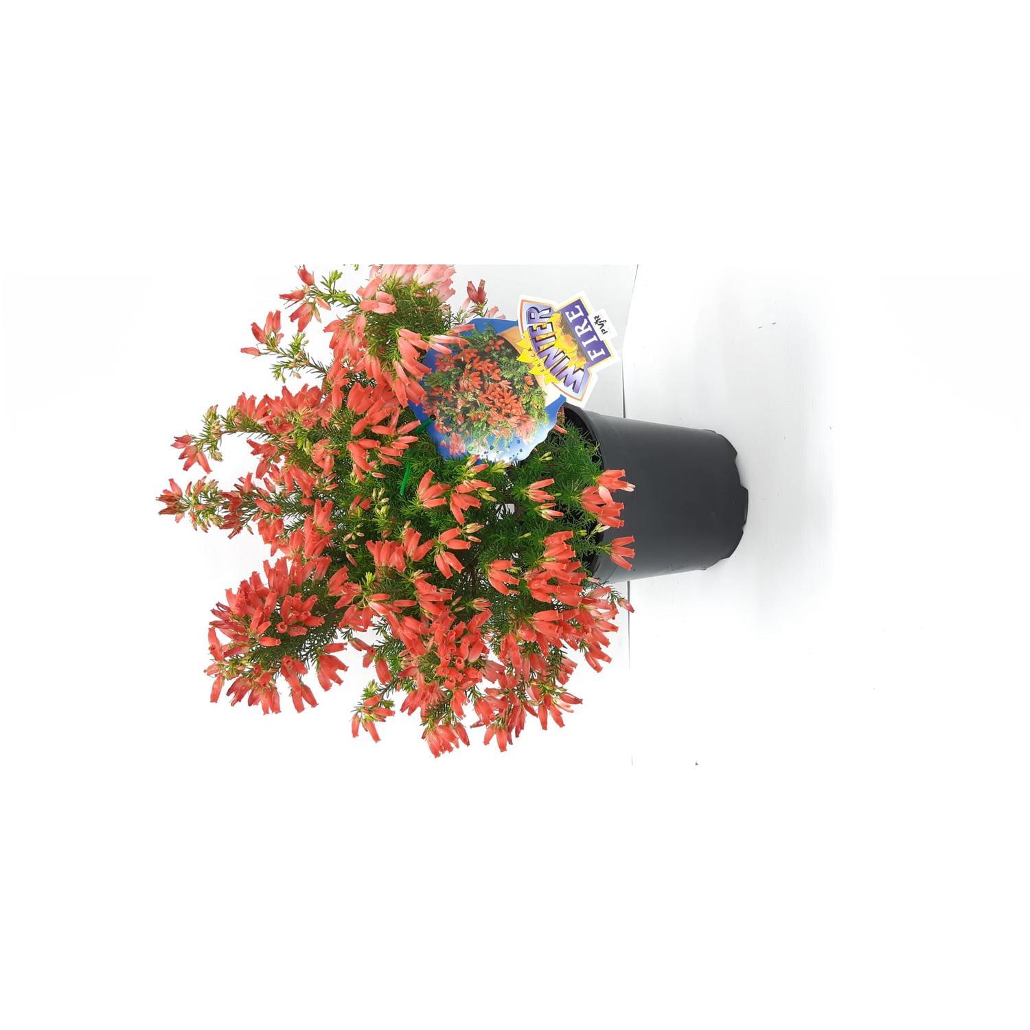 Erica Oatesii Winter Fire 2.5 litre | Mitre10