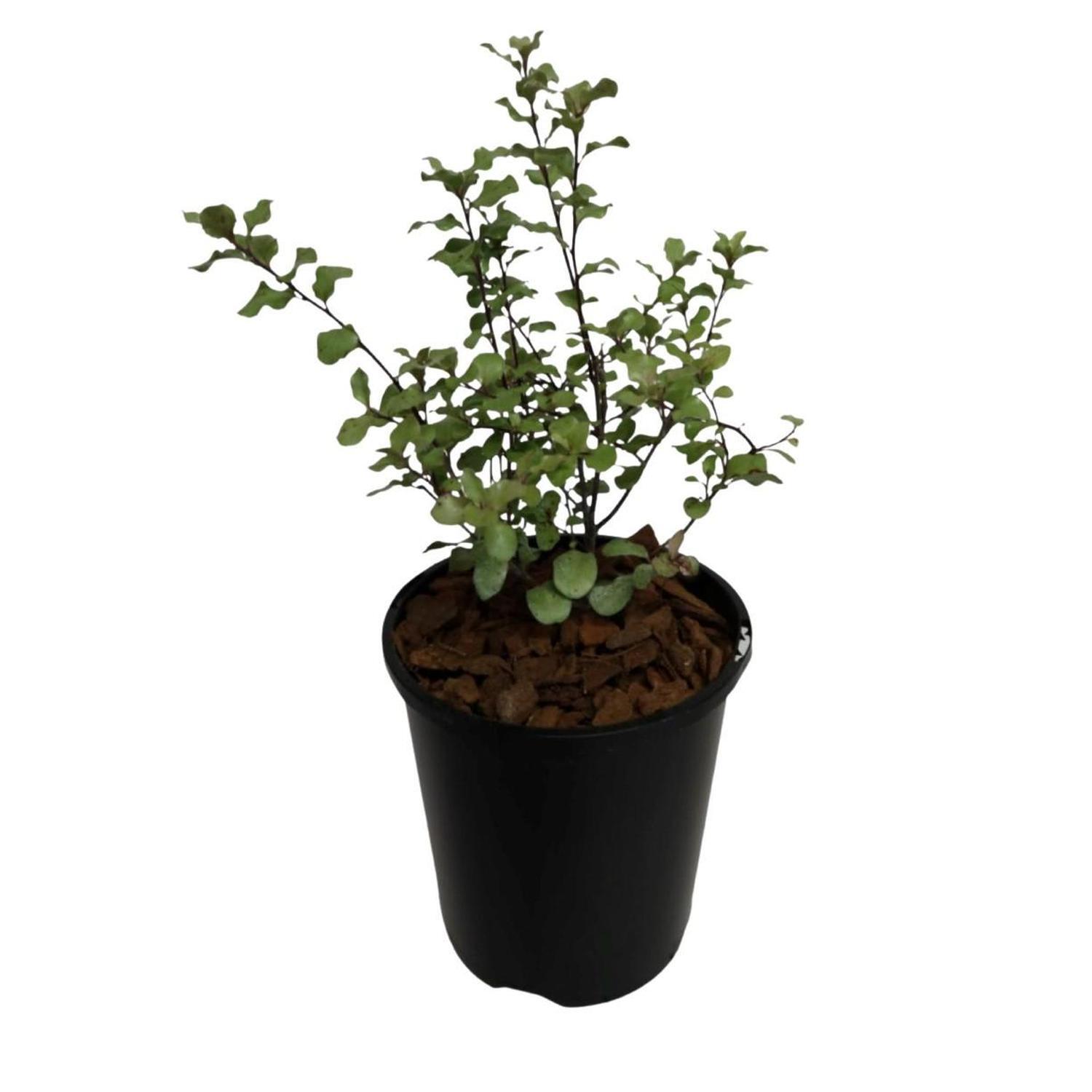 Robinson's Nursery | Living Fences Range Pittosporum Wrinkle Blue 1.5L ...