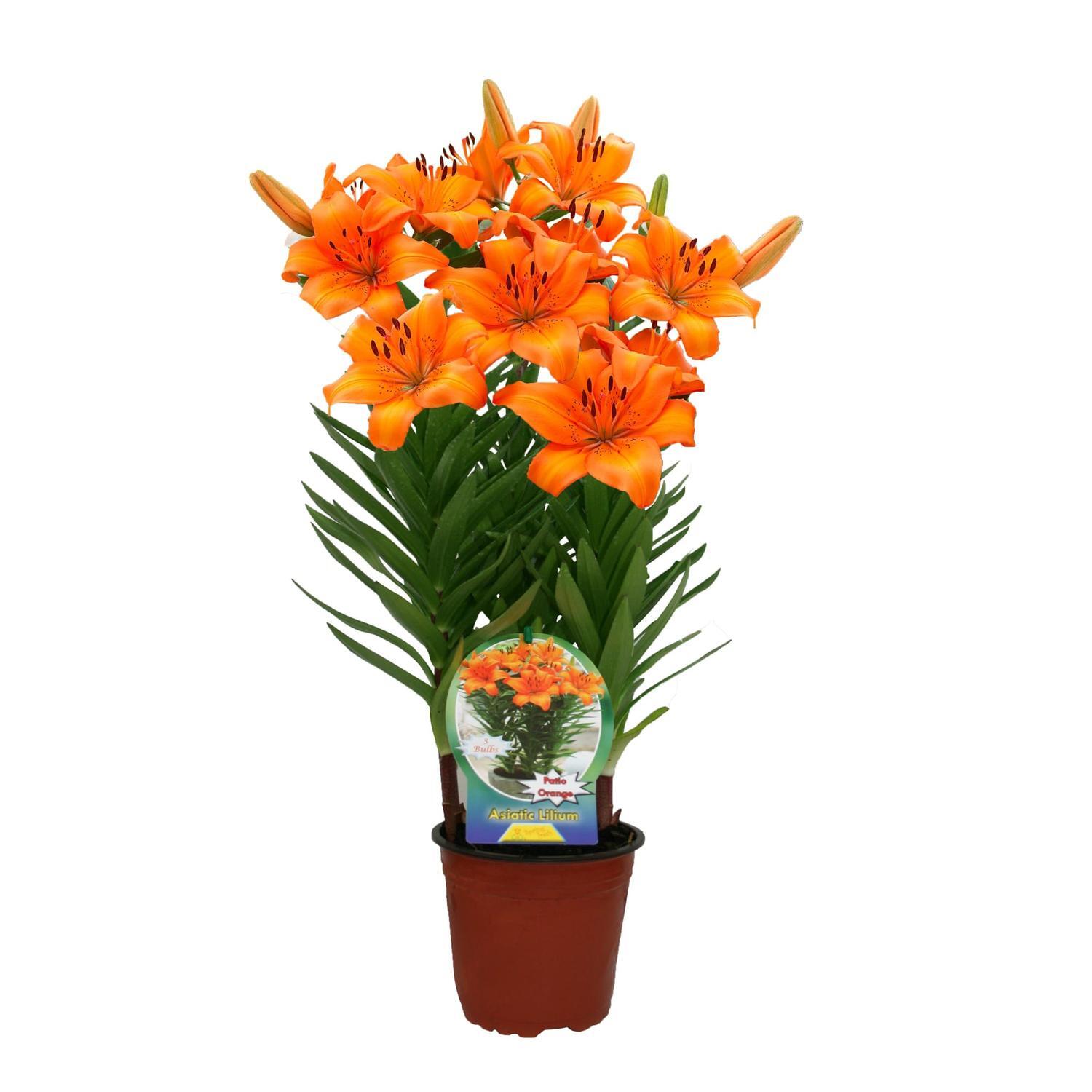 Lily Asiatic Orange Triple Plain 15cm | Mitre10