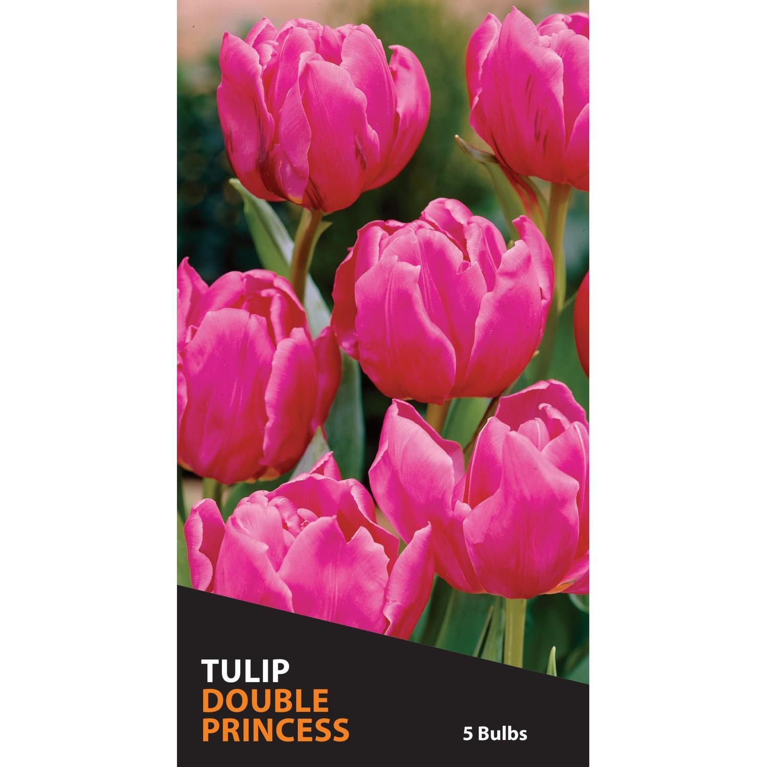 Life In Colour | Tulip Double ' Princess' Pack of 5 Pink | Mitre10