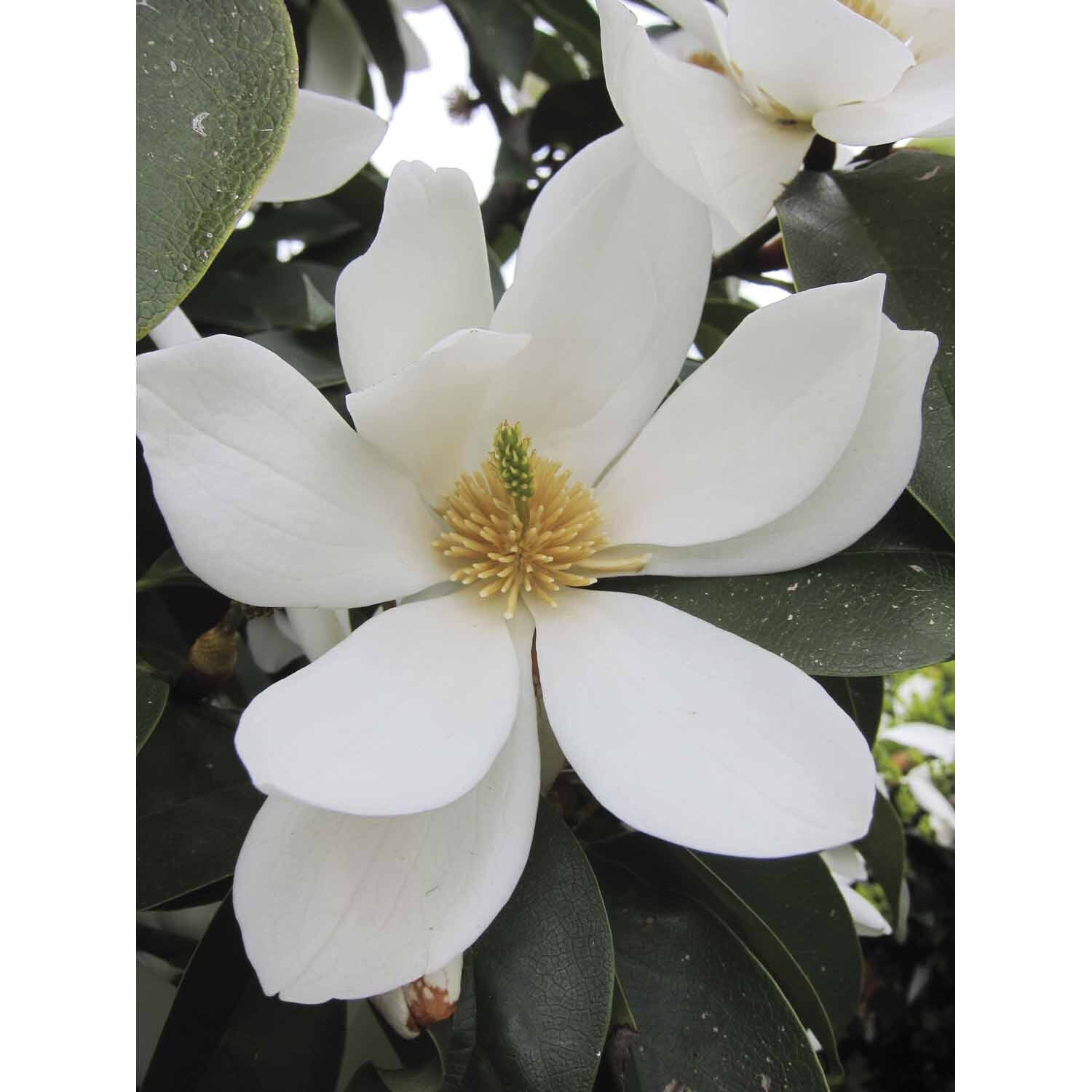 Tesselaar | Magnolia Fairy Cream 2.5L | Mitre10