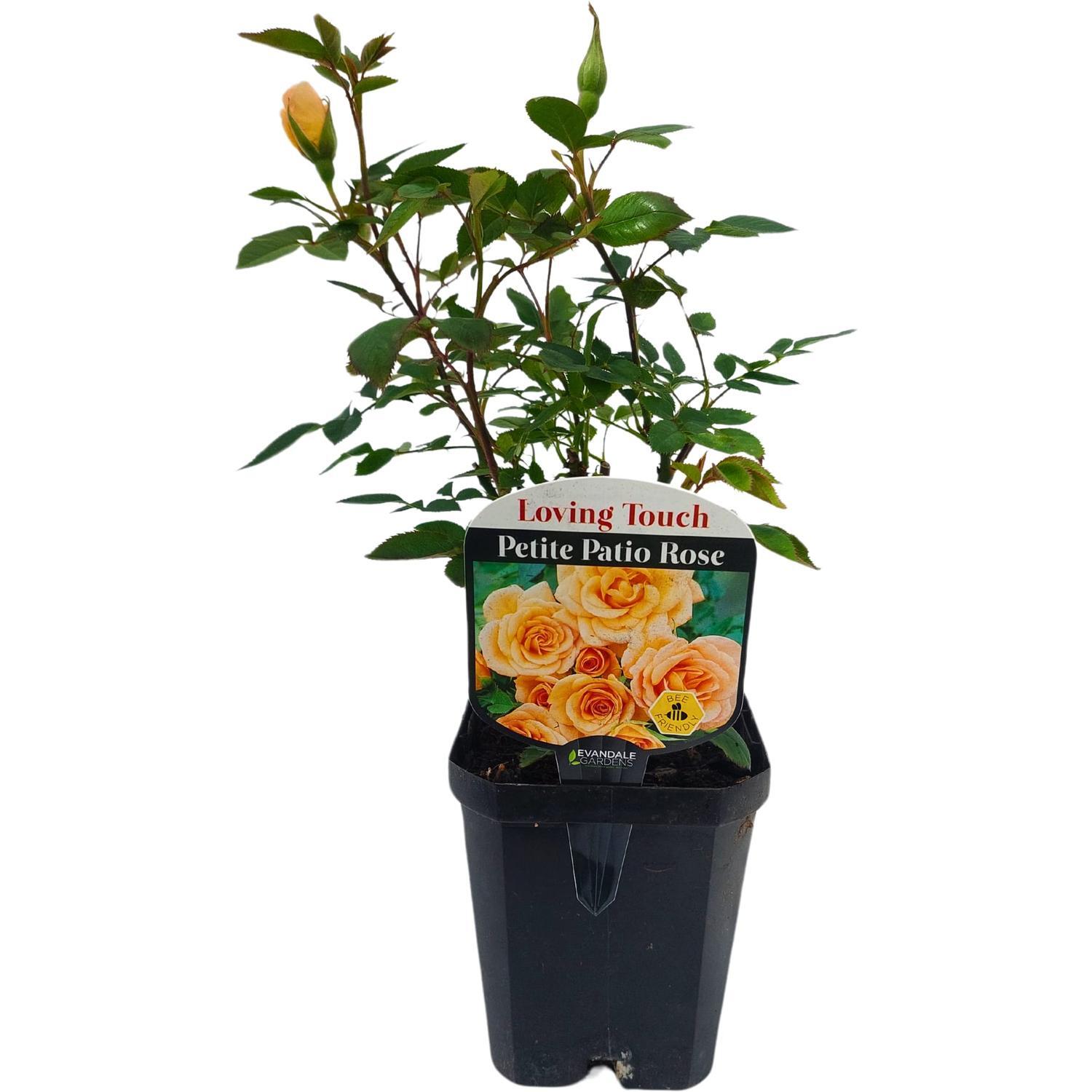 Rose Patio Loving Touch 1 litre | Mitre10